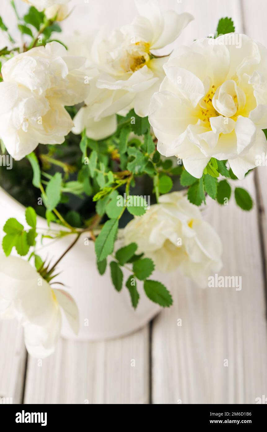 White roses garden hi-res stock photography and images - Alamy