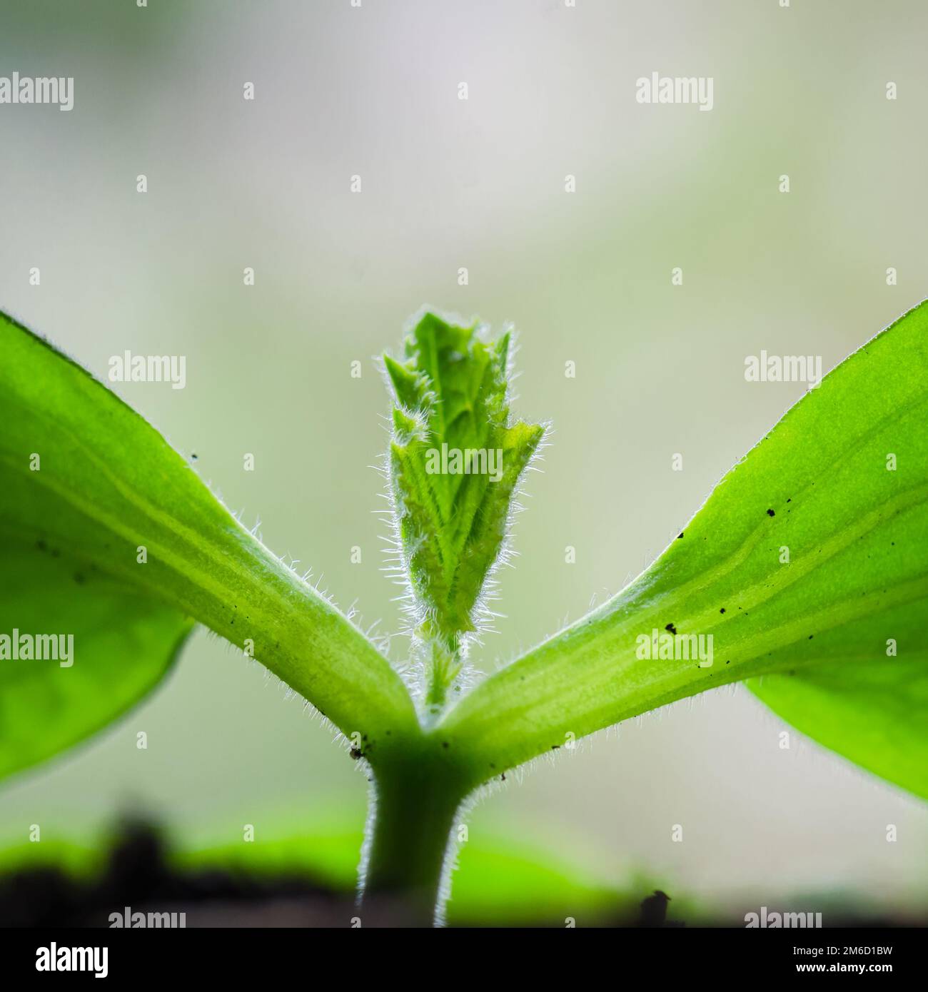 Vegetable sprouts hi-res stock photography and images - Alamy
