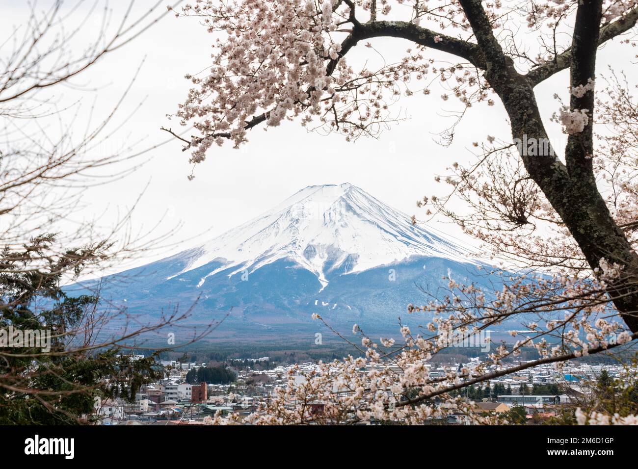 Snow-capped Mt. Fuji framed by cherry blossom, Fuji five lakes region ...