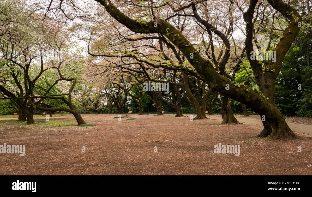 Japanese Cherry Blossom Tree Petals