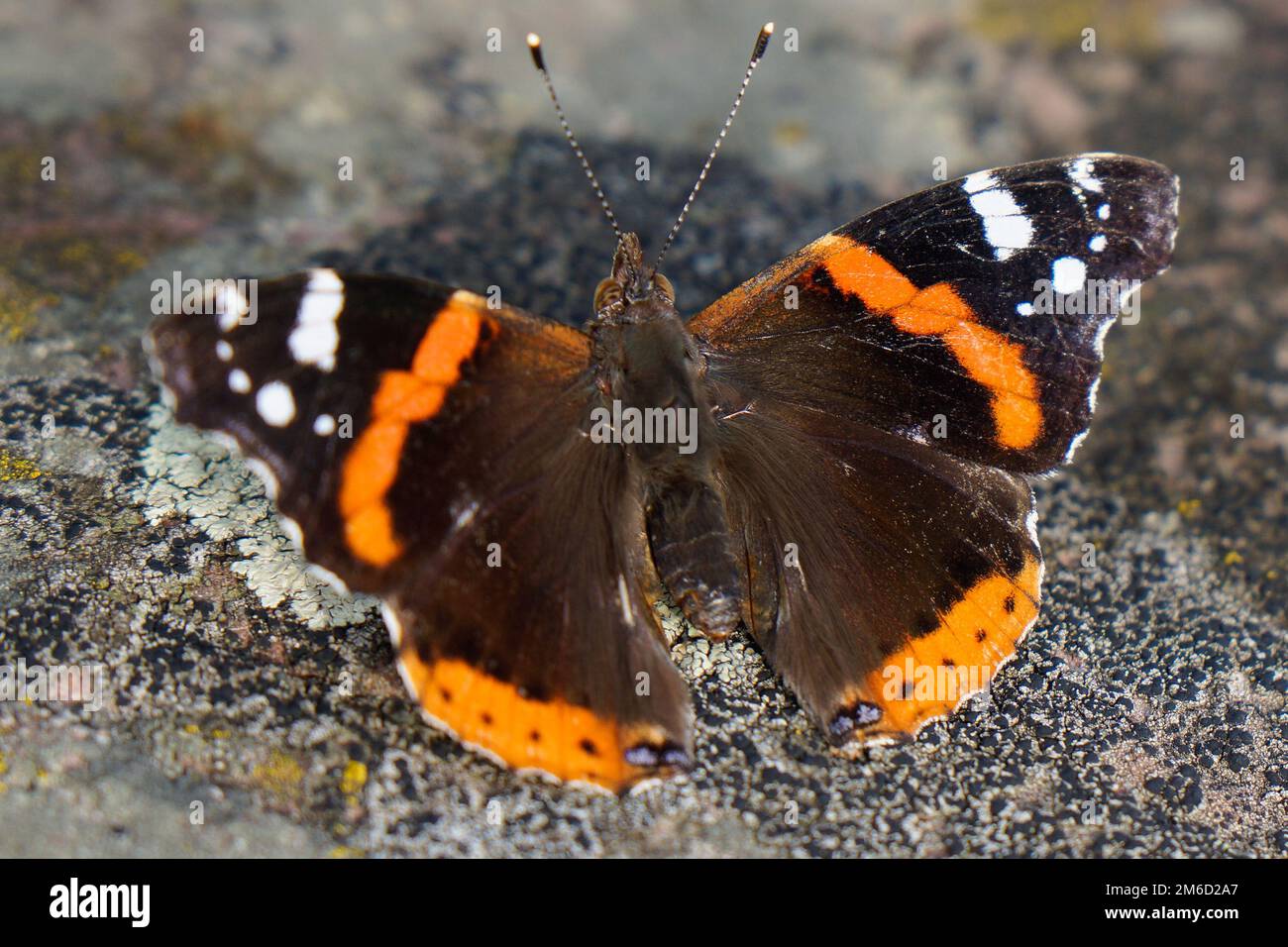Red butterfly flying beautiful hi-res stock photography and images - Alamy