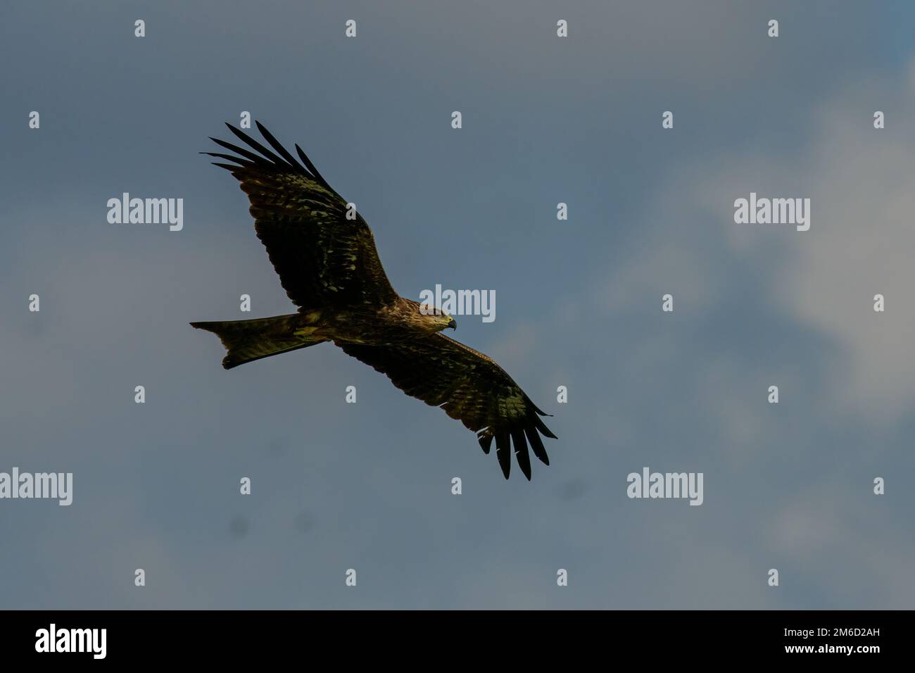 Among the magnificent clouds, The only moving thing the luminous wings ...