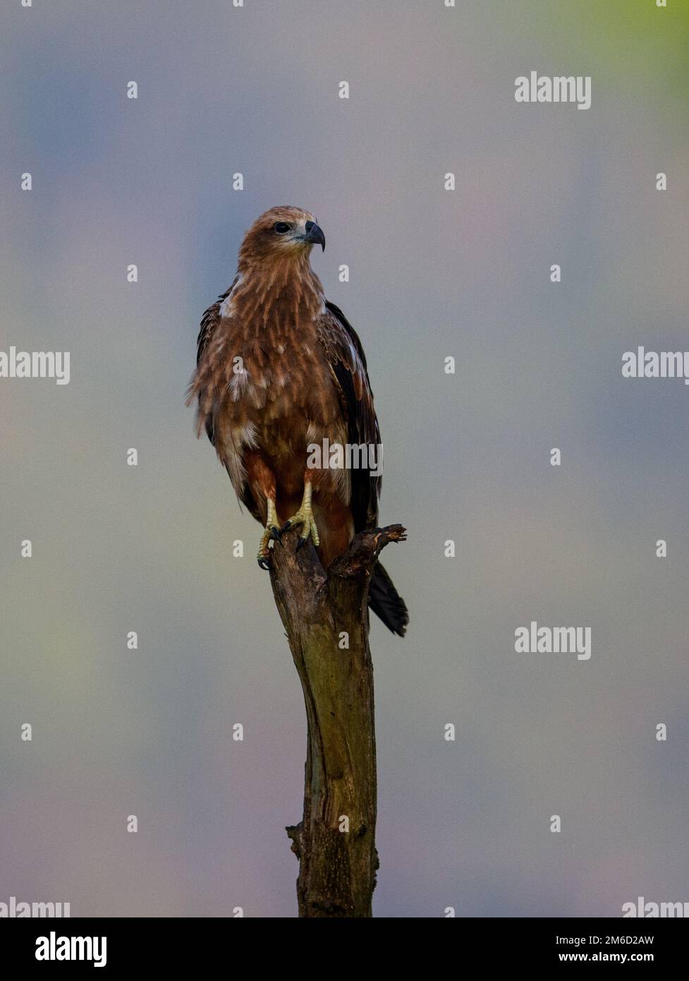 Among the magnificent clouds, The only moving thing the luminous wings ...