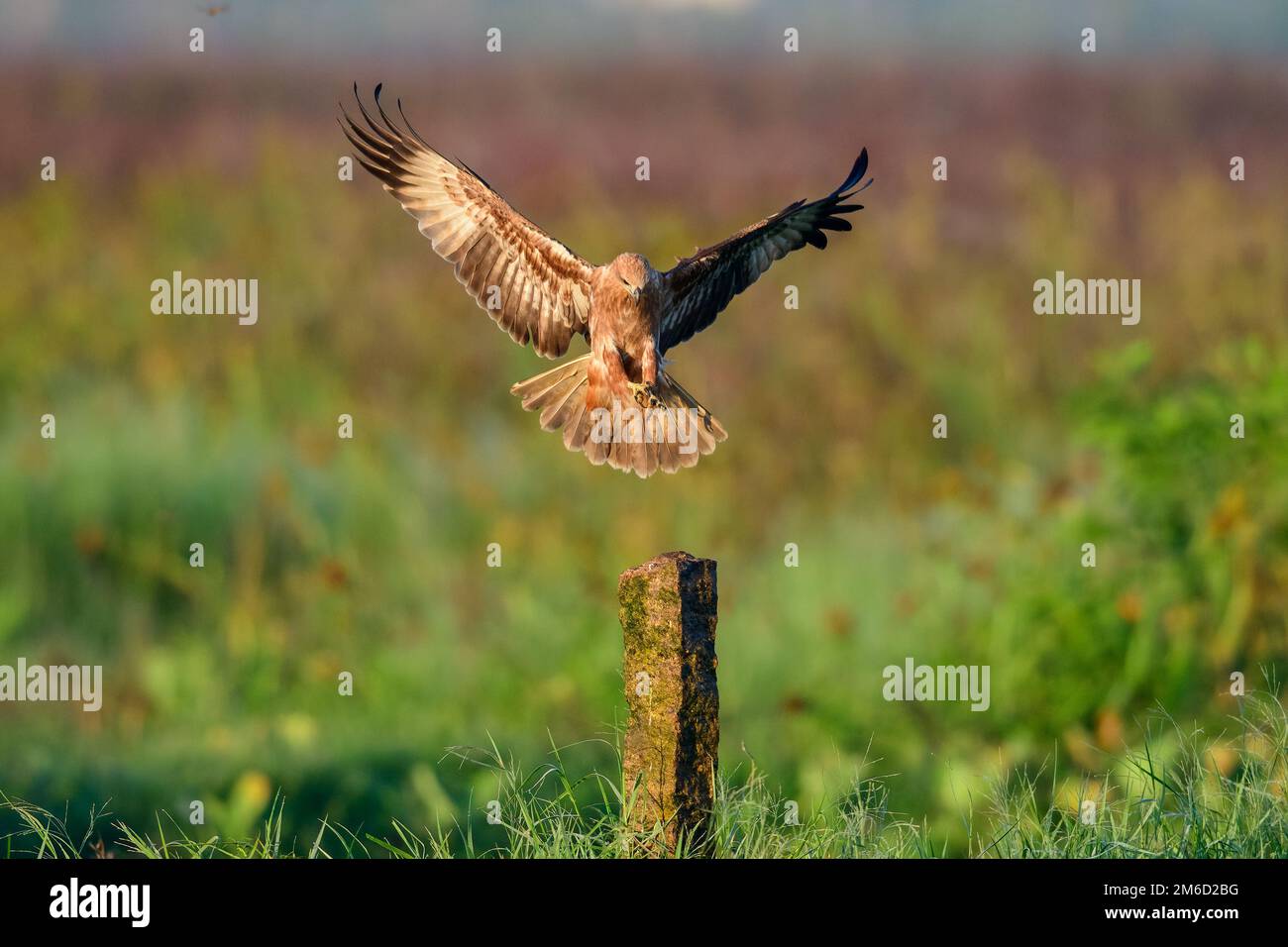 Among the magnificent clouds, The only moving thing the luminous wings ...