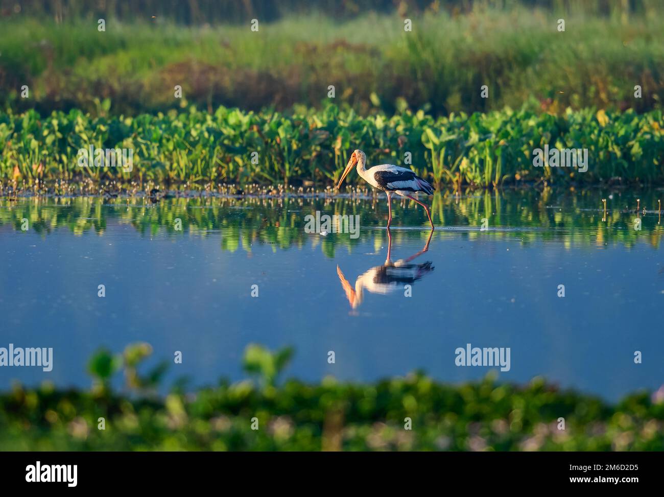 the reflection of painted storks in the water adds an extra layer of ...