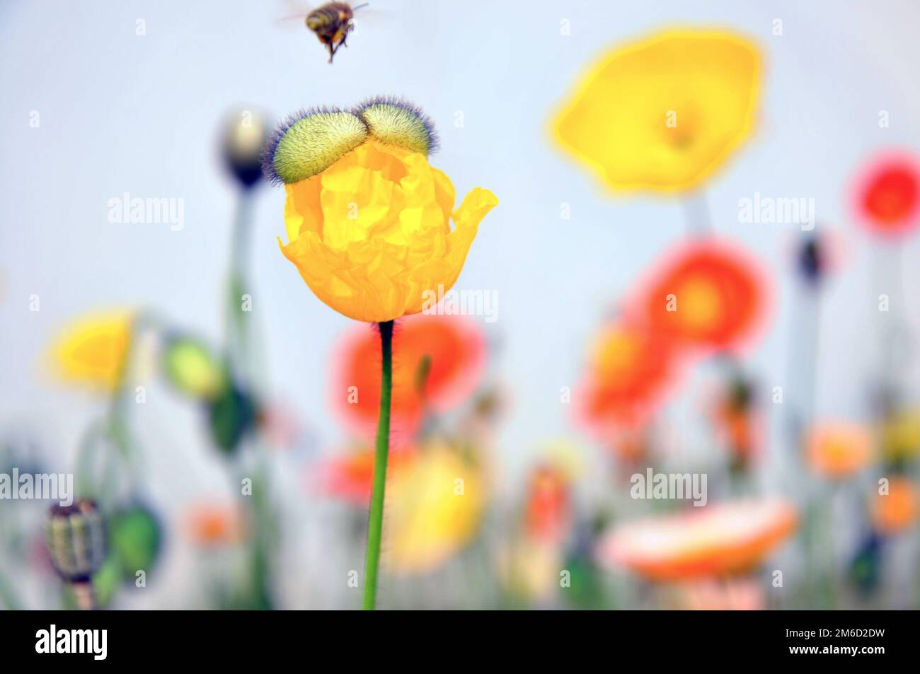 blossoming poppy flowers Stock Photo - Alamy