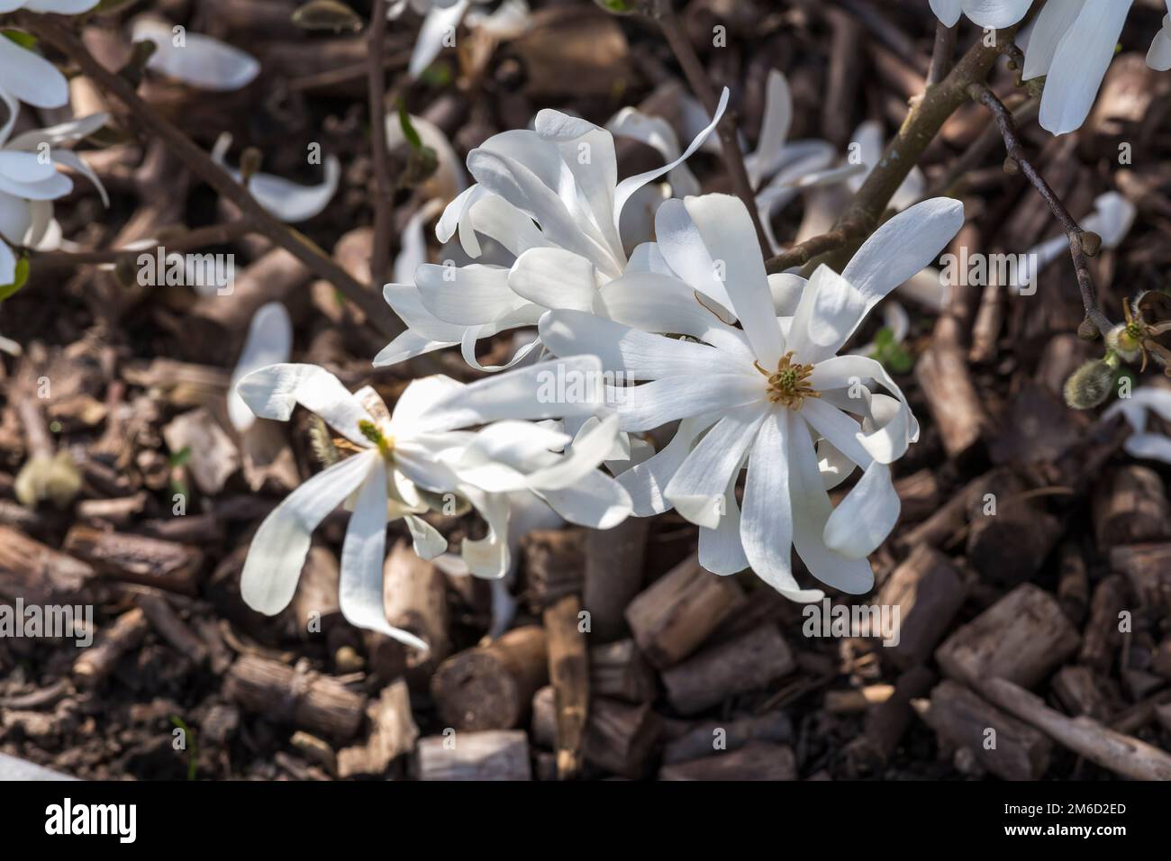 White blossom of star magnolia Stock Photo - Alamy