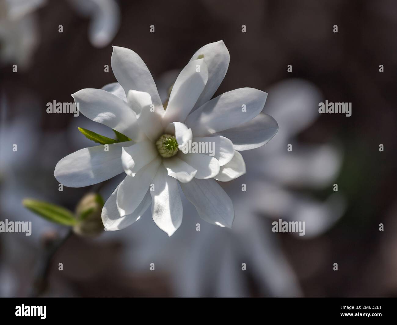White blossom of star magnolia Stock Photo - Alamy