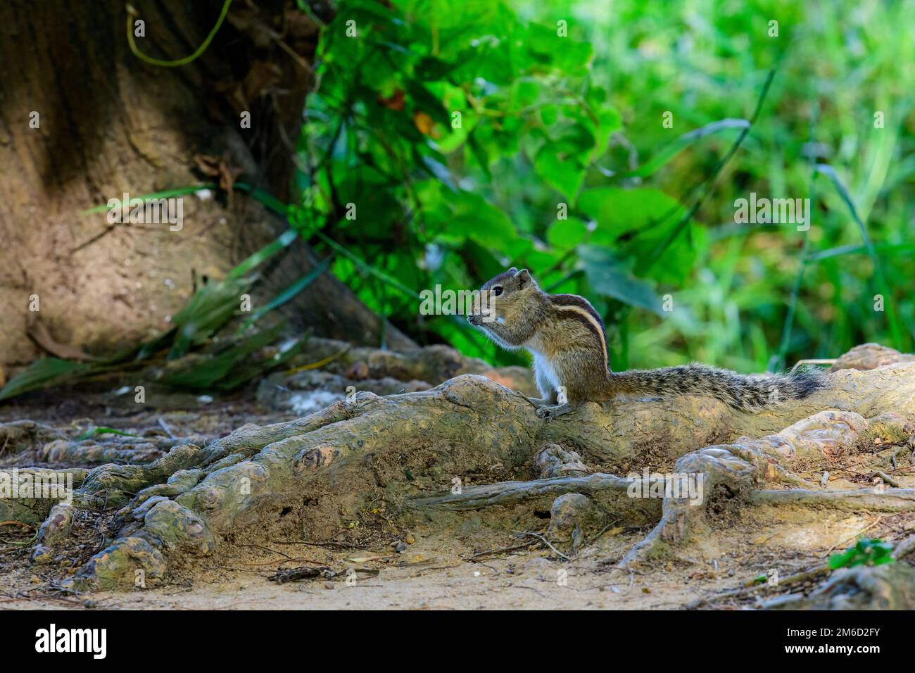Indian palm squirrels are known for their agility and acrobatic ...
