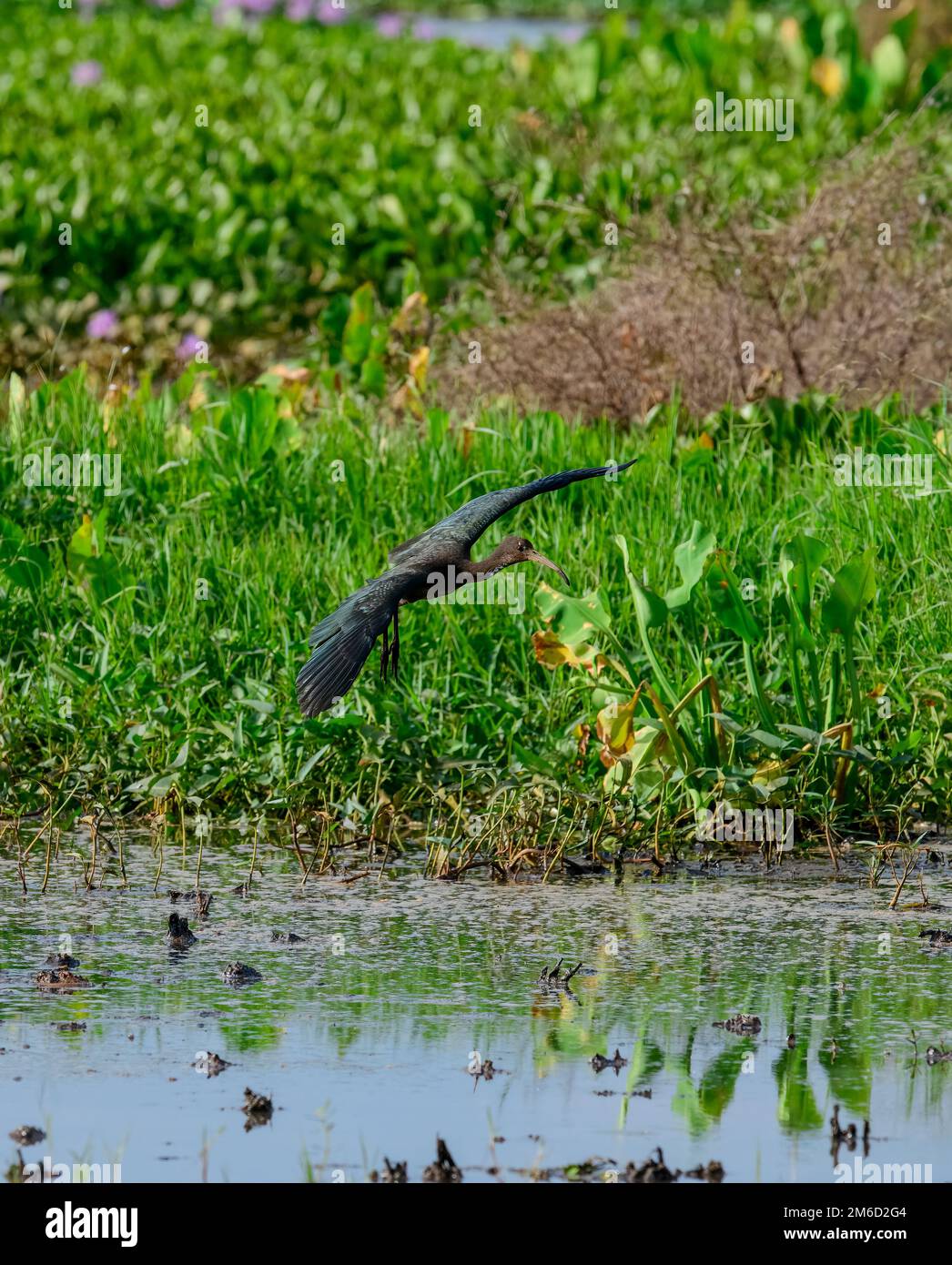 The unique wetland ecosystems of Kerala include marshy and water logged ...