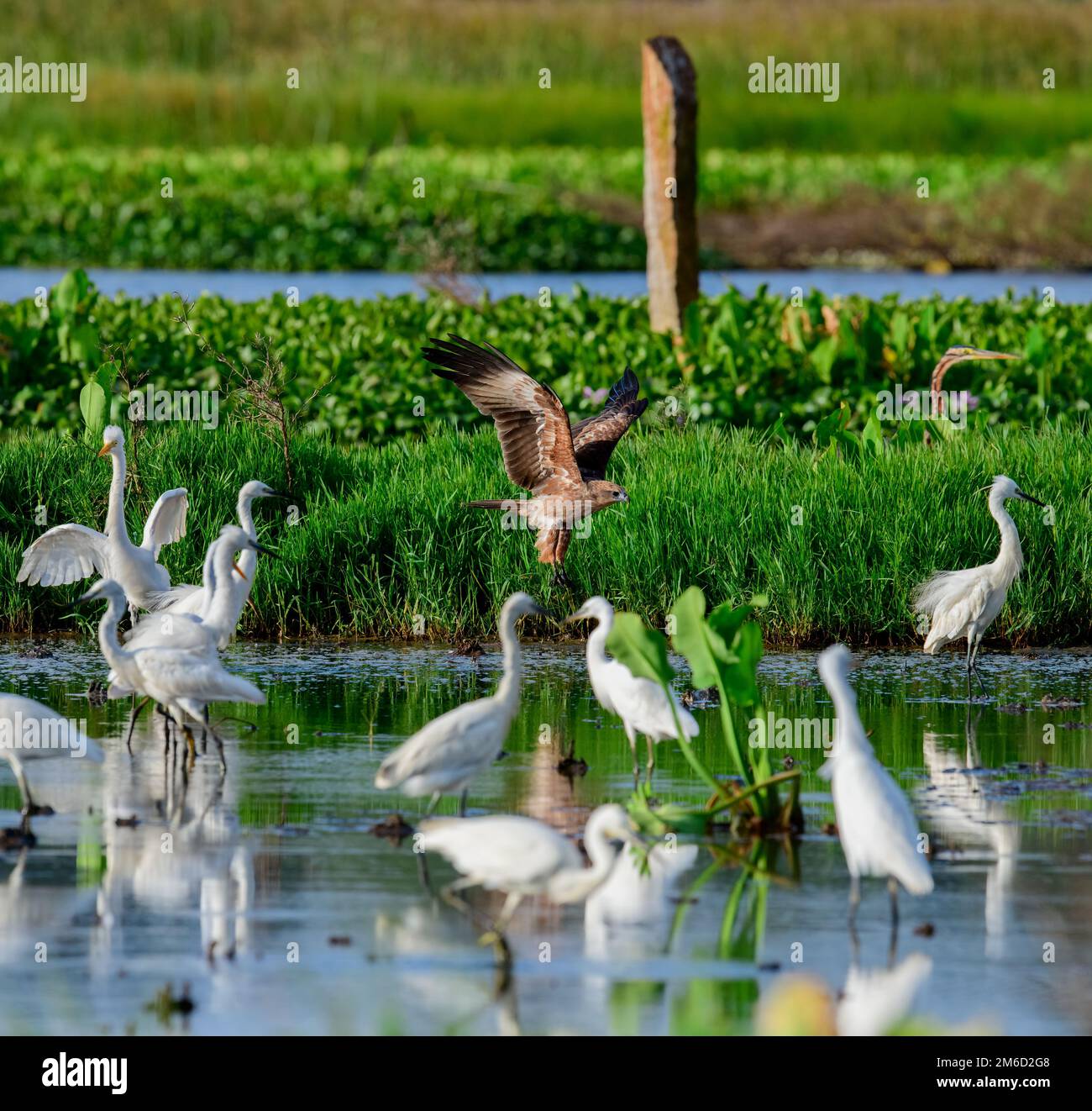 The unique wetland ecosystems of Kerala include marshy and water logged ...