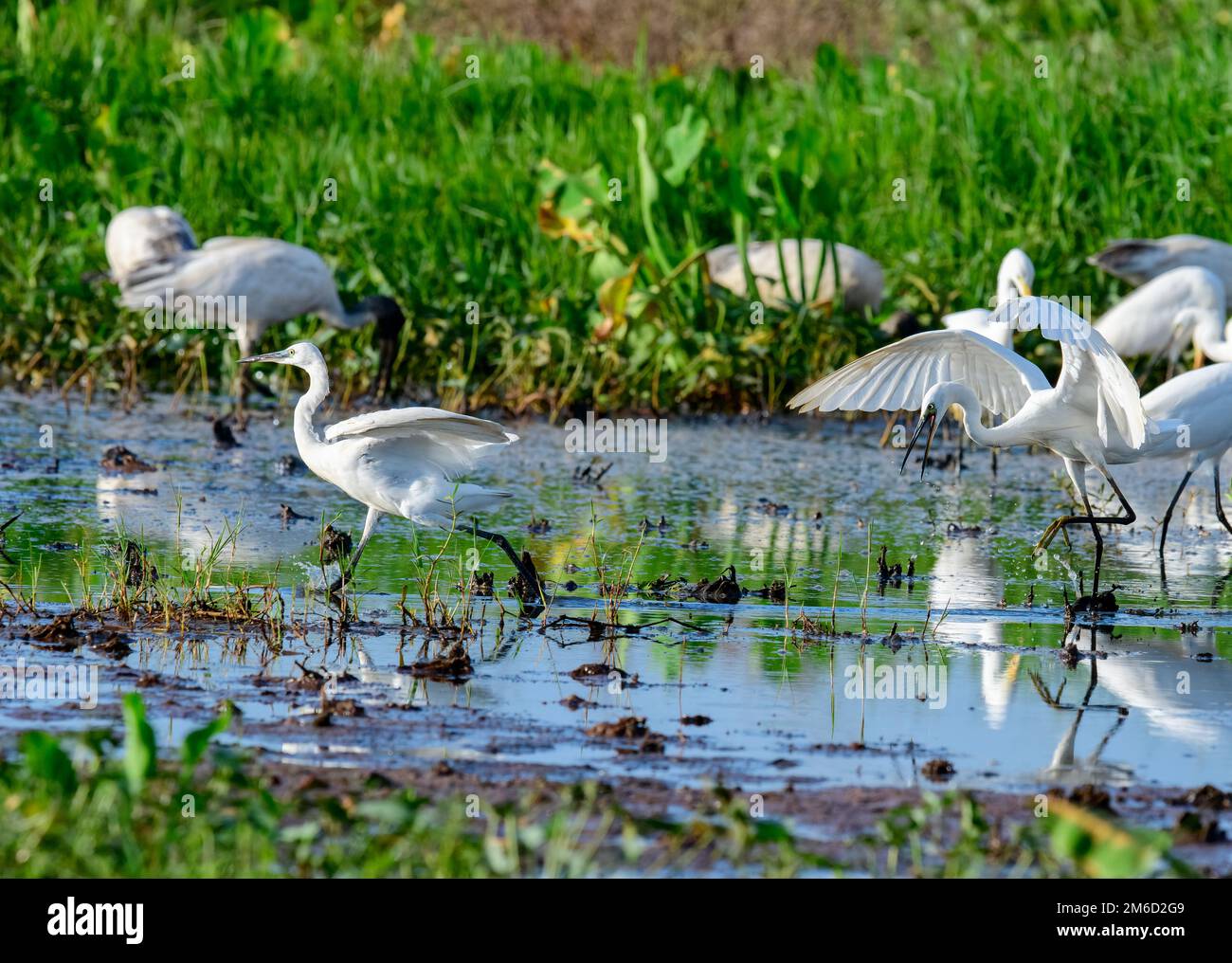 The unique wetland ecosystems of Kerala include marshy and water logged ...