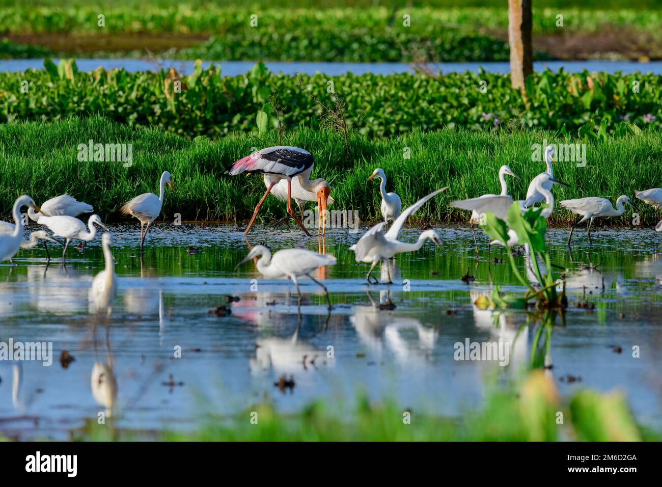 The unique wetland ecosystems of Kerala include marshy and water logged ...