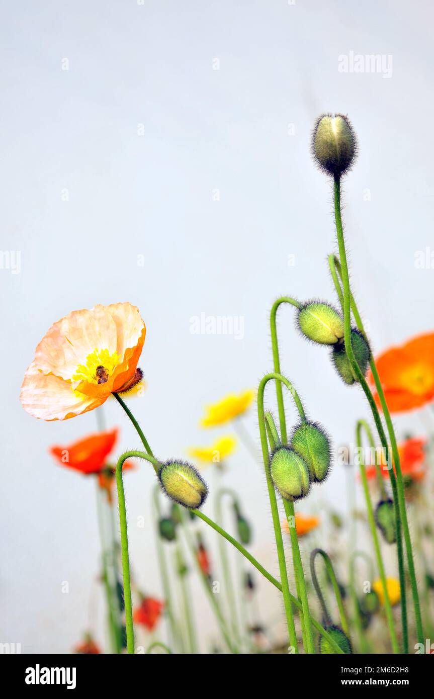 blossoming poppy flowers Stock Photo - Alamy