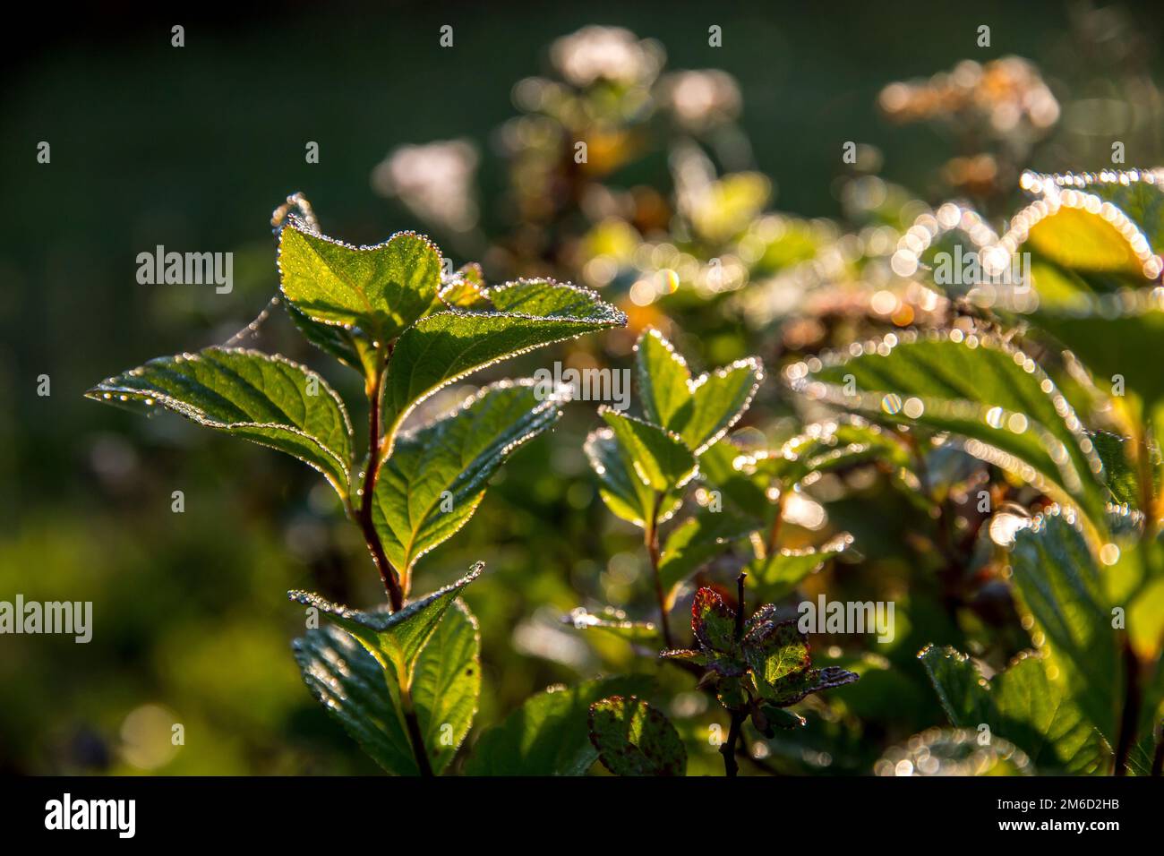 Wild plants growing on forest Stock Photo - Alamy