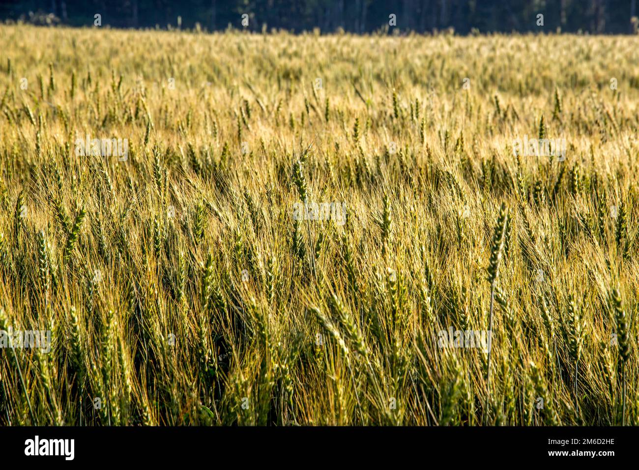 Background of wheat field in summer day Stock Photo - Alamy