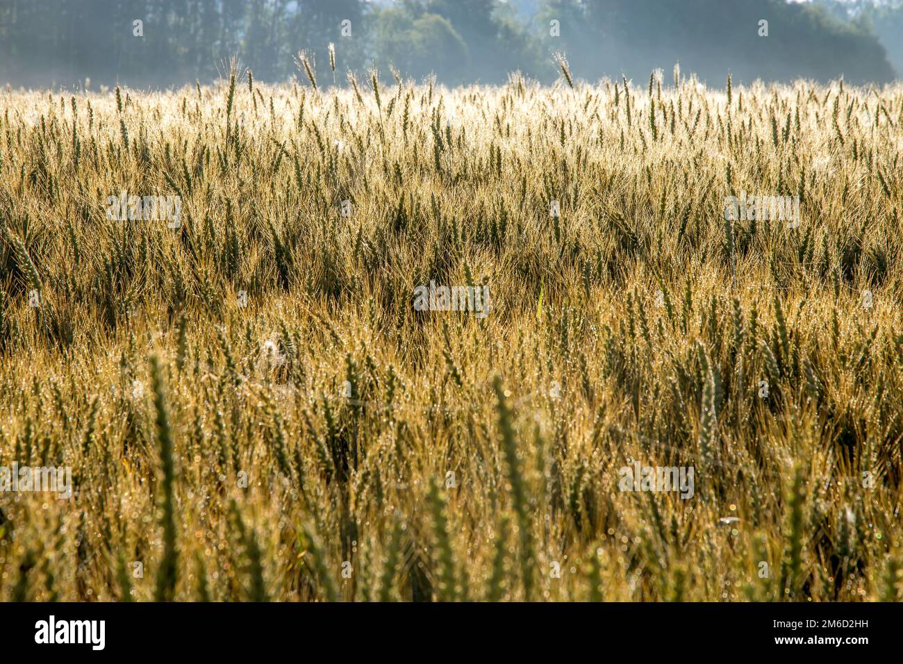 Field wheat cornflowers in hi-res stock photography and images - Alamy