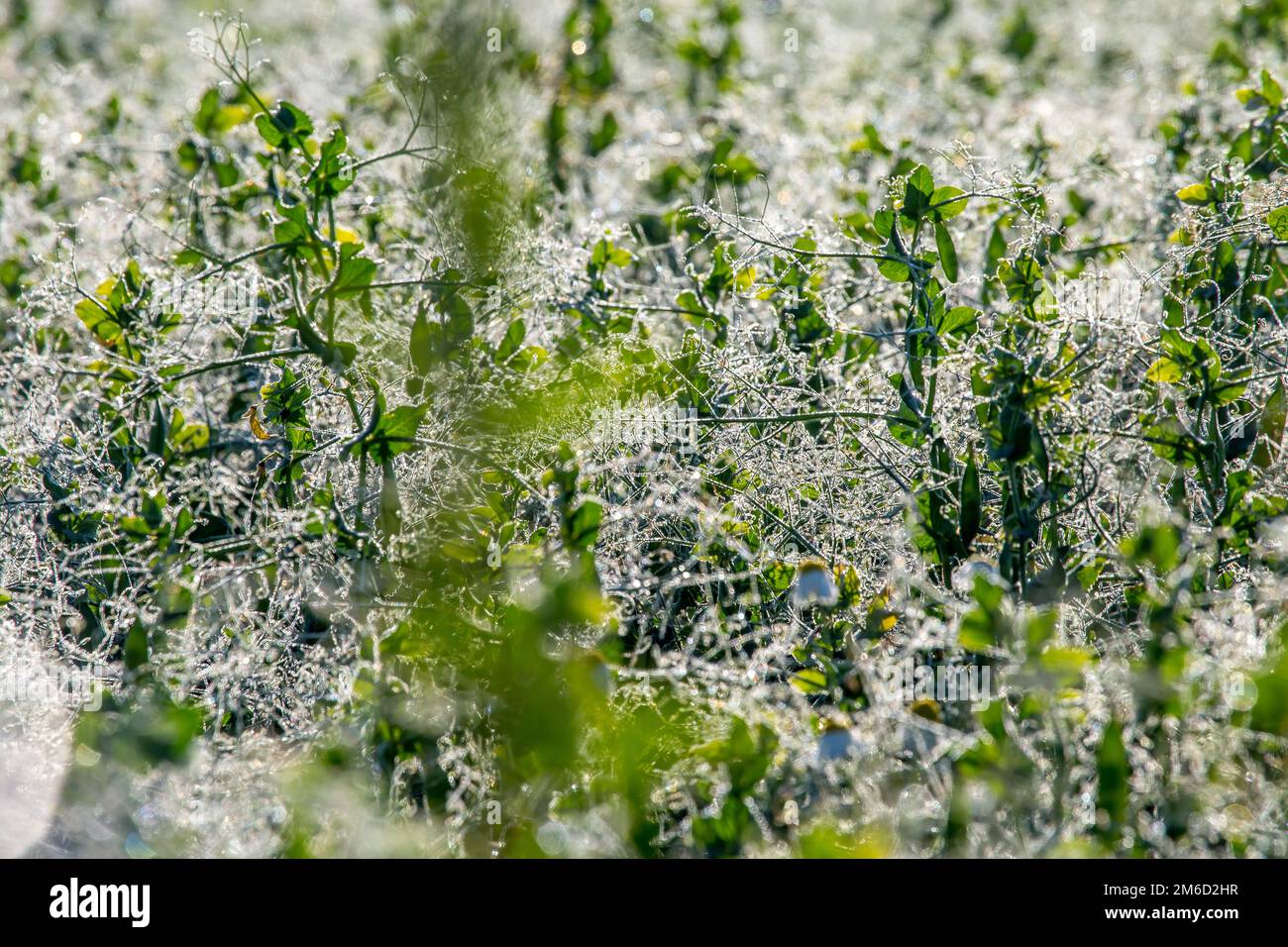 Moist plants hi-res stock photography and images - Alamy