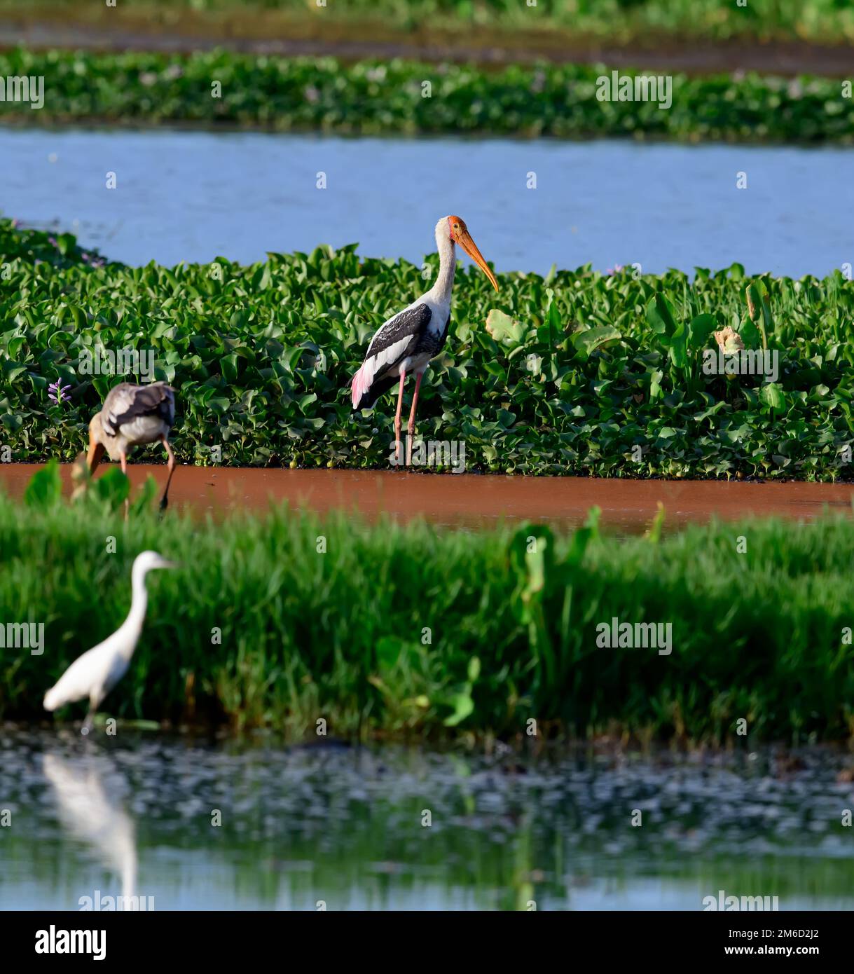 The unique wetland ecosystems of Kerala include marshy and water logged ...