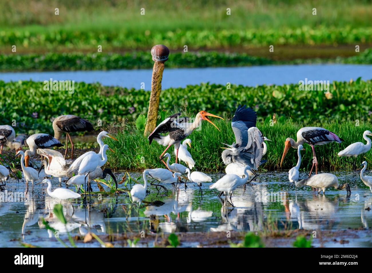 The unique wetland ecosystems of Kerala include marshy and water logged ...