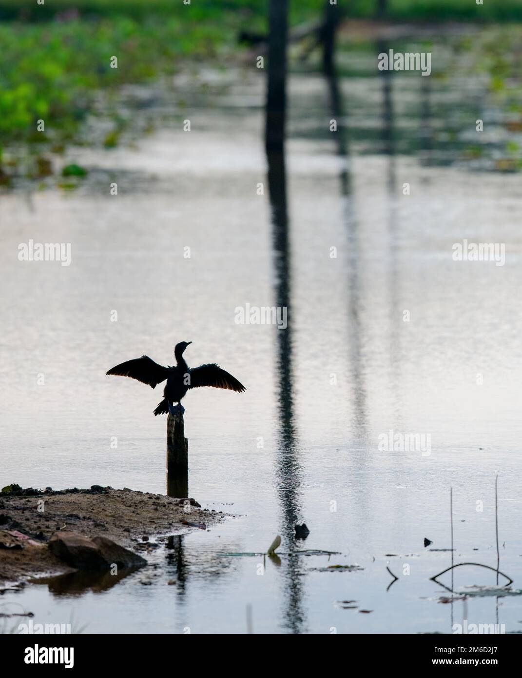The unique wetland ecosystems of Kerala include marshy and water logged ...