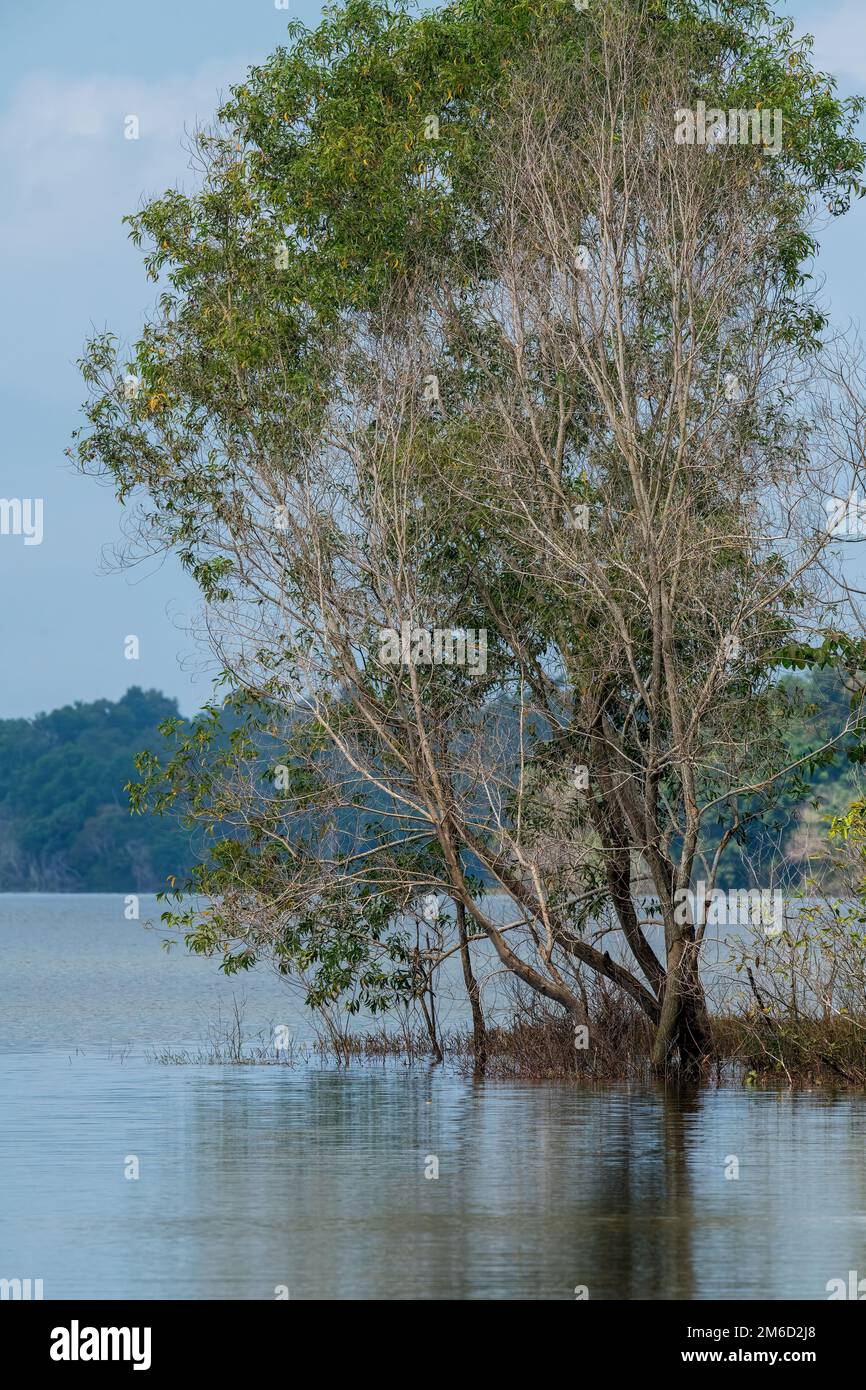 Sasthamcotta Lake: Where Nature and Tradition Embrace, the largest ...