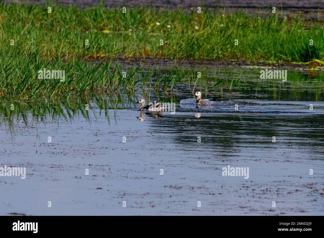 The unique wetland ecosystems of Kerala include marshy and water logged ...