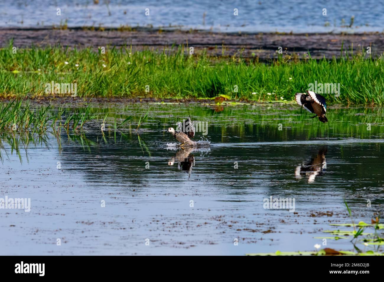 The unique wetland ecosystems of Kerala include marshy and water logged ...