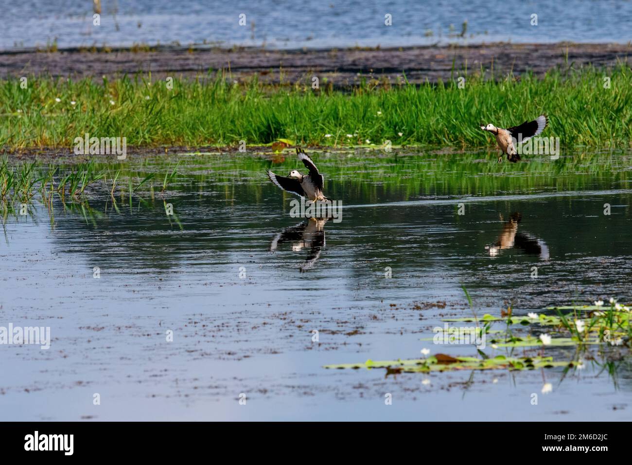 The unique wetland ecosystems of Kerala include marshy and water logged ...