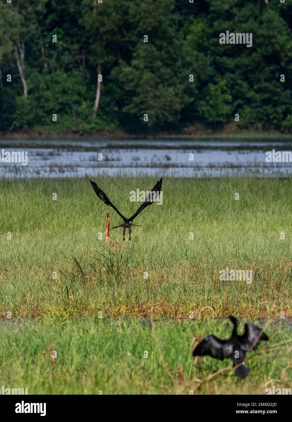 The unique wetland ecosystems of Kerala include marshy and water logged ...