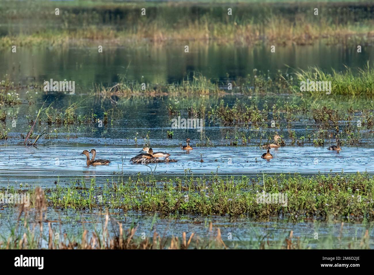 The unique wetland ecosystems of Kerala include marshy and water logged ...