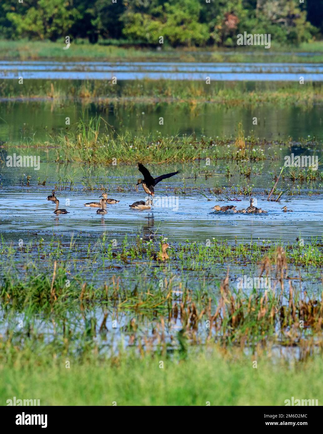 The unique wetland ecosystems of Kerala include marshy and water logged ...