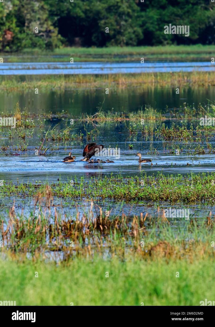 The unique wetland ecosystems of Kerala include marshy and water logged ...
