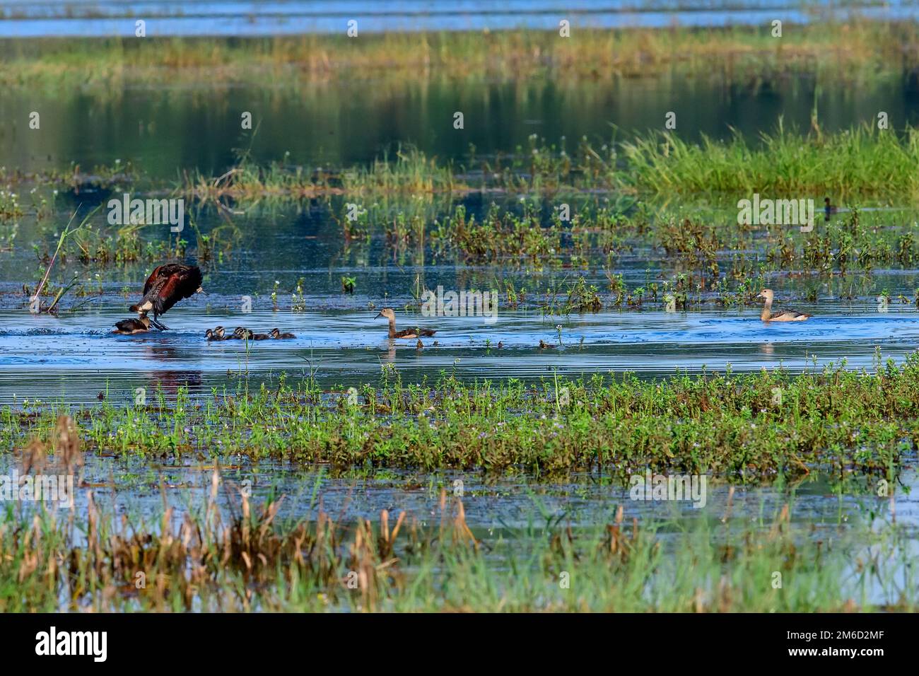 The unique wetland ecosystems of Kerala include marshy and water logged ...