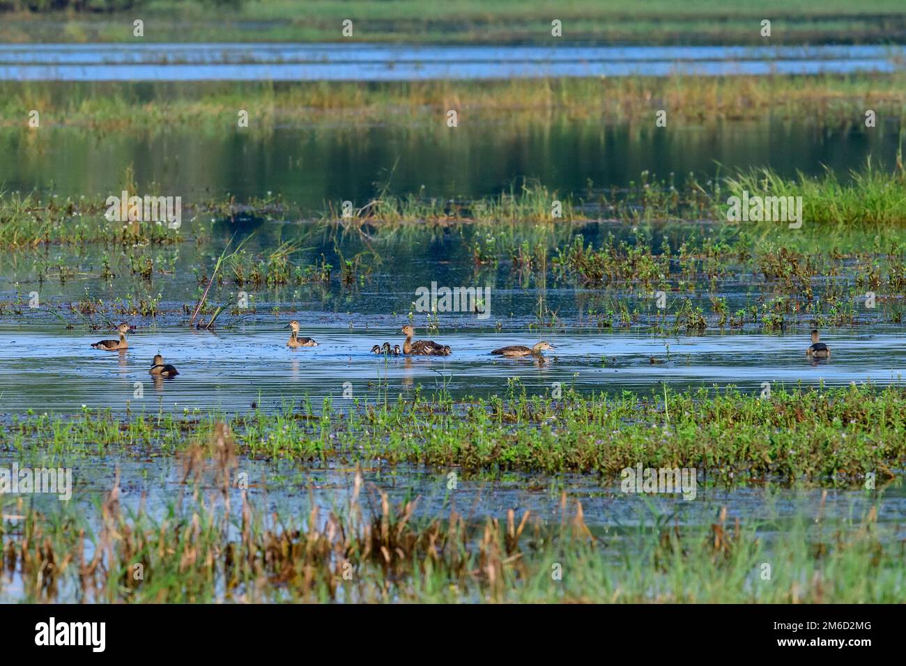 The unique wetland ecosystems of Kerala include marshy and water logged ...