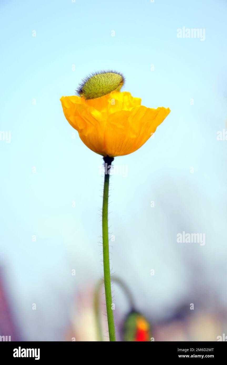 blossoming poppy flowers Stock Photo - Alamy