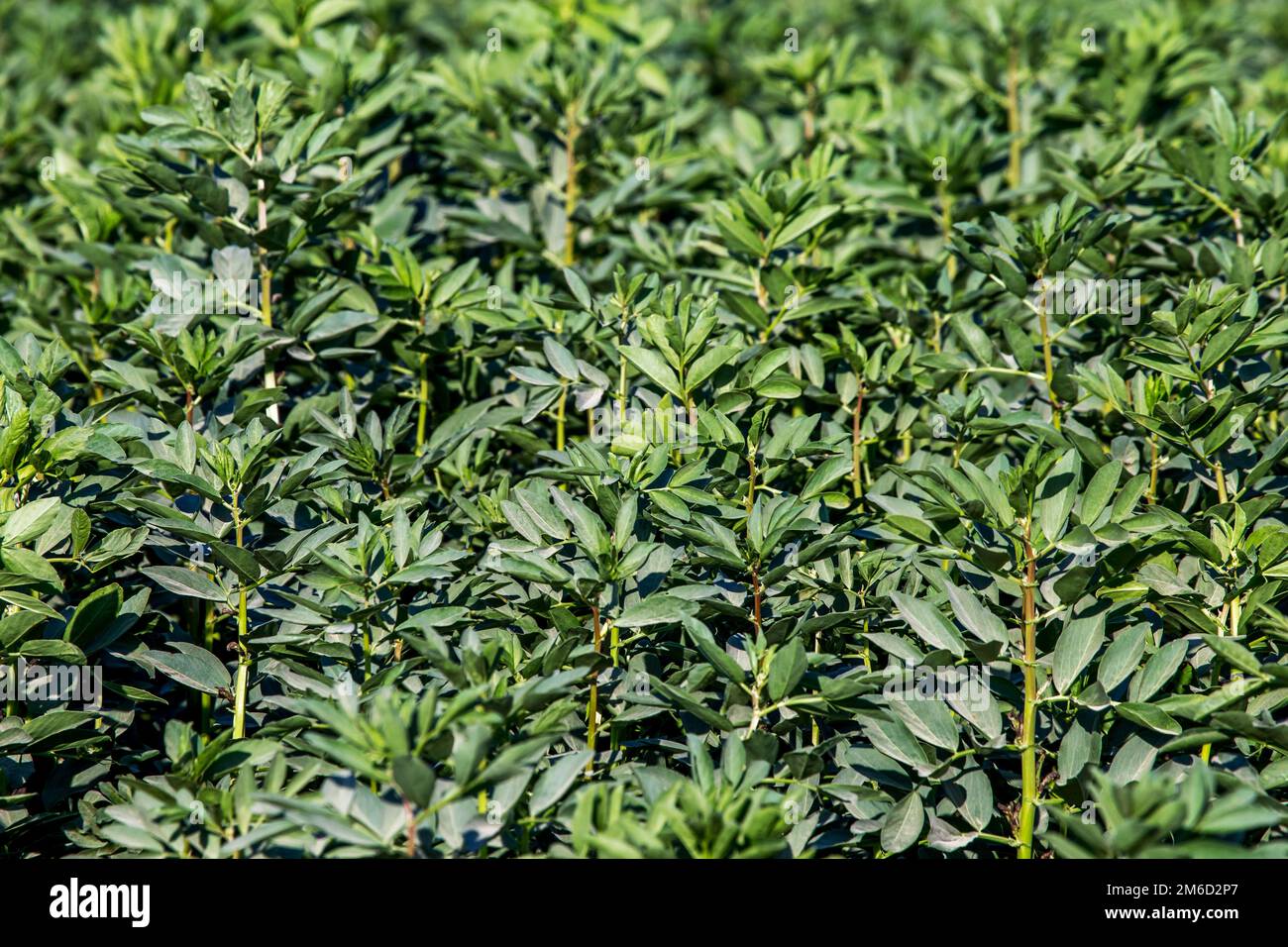 Broad bean leaf hi-res stock photography and images - Alamy