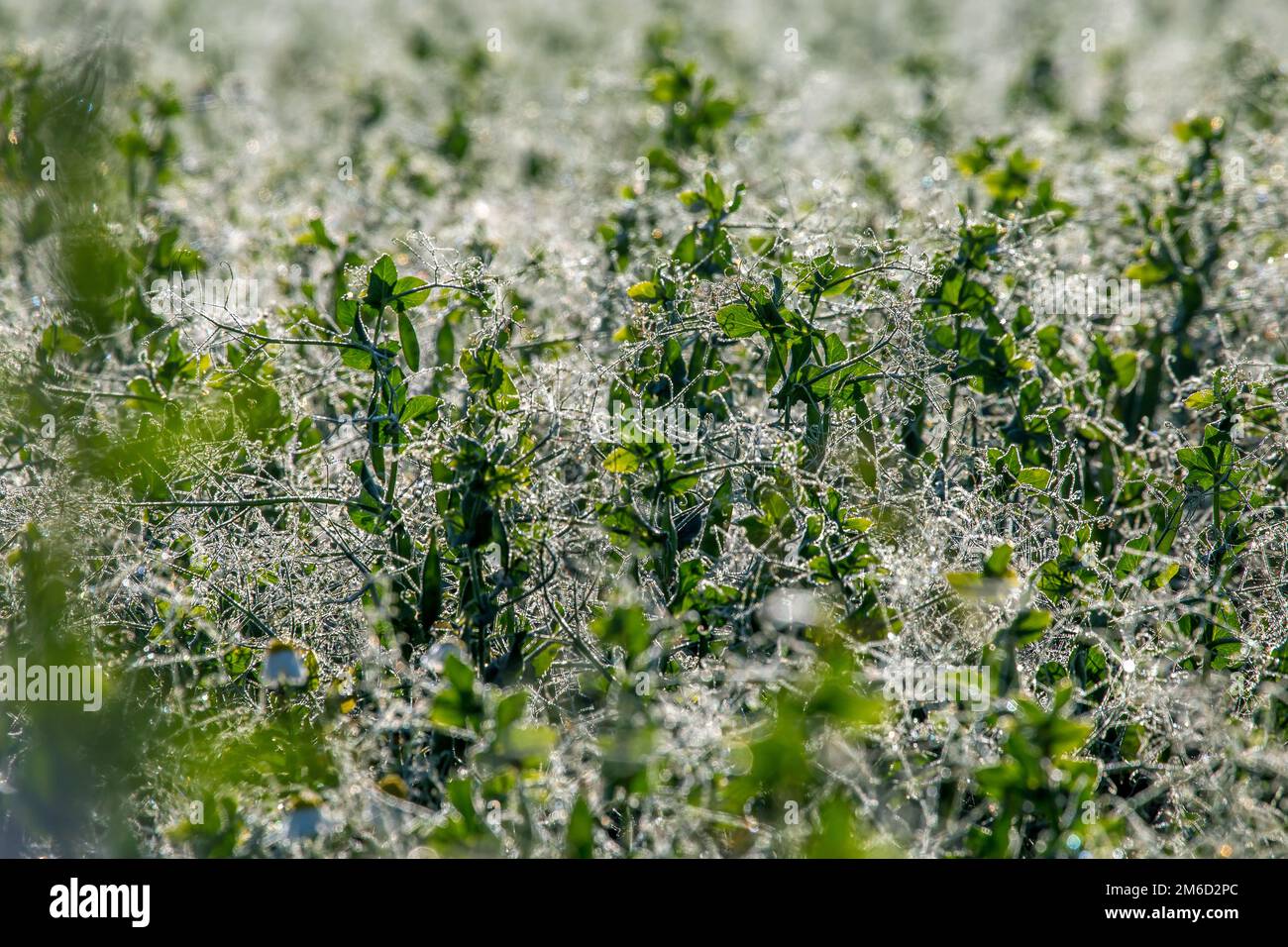 Moist plants hi-res stock photography and images - Alamy