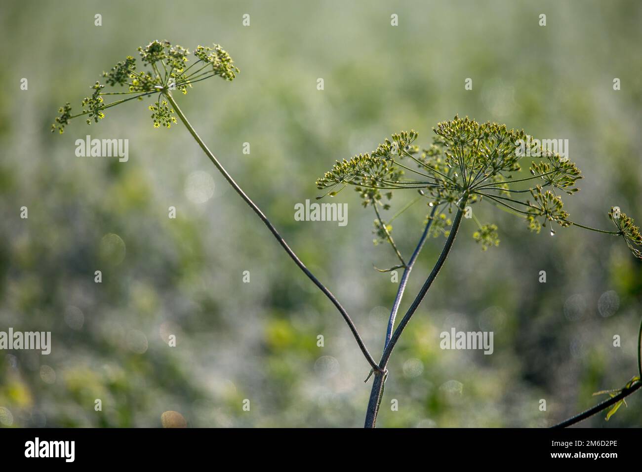 Weeds growing wild hi-res stock photography and images - Alamy