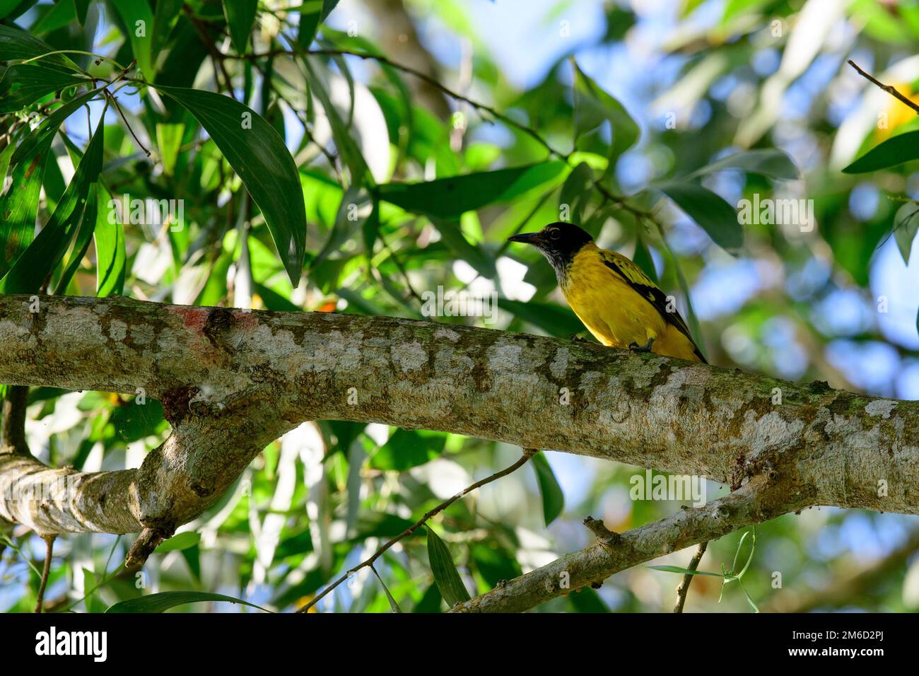 golden oriole, in summer with blurred green background. Vibrant yellow ...