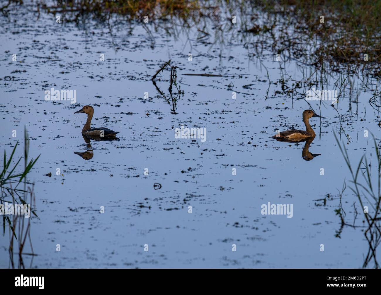 The unique wetland ecosystems of Kerala include marshy and water logged ...