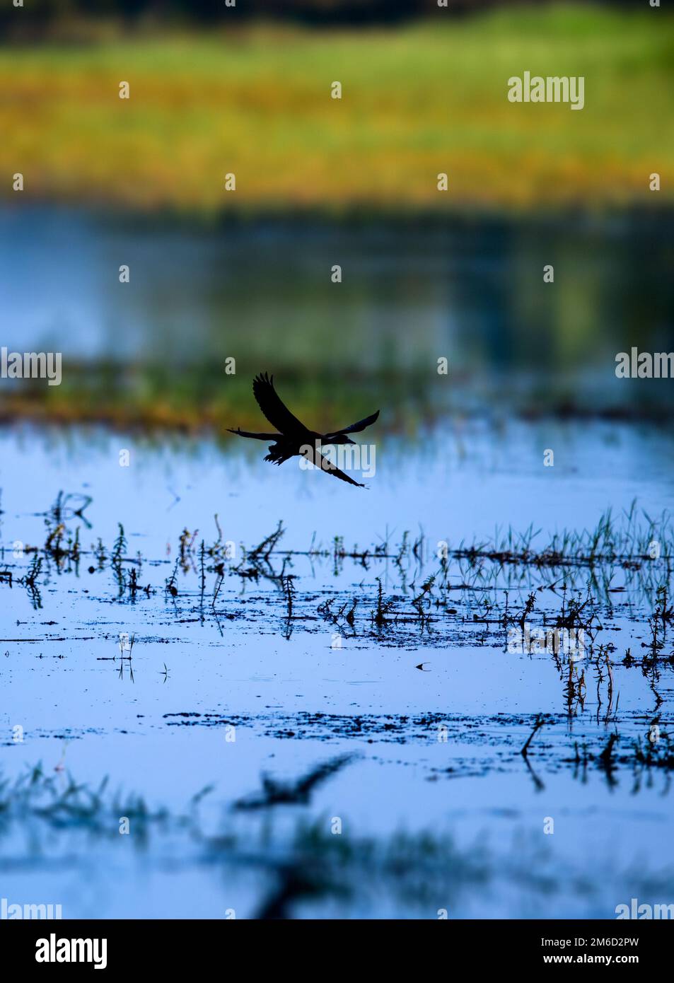 The unique wetland ecosystems of Kerala include marshy and water logged ...