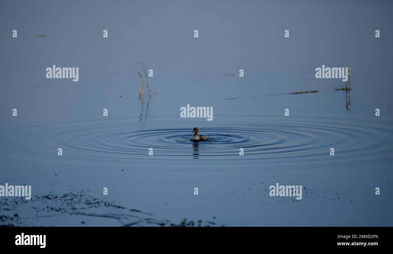 The unique wetland ecosystems of Kerala include marshy and water logged ...
