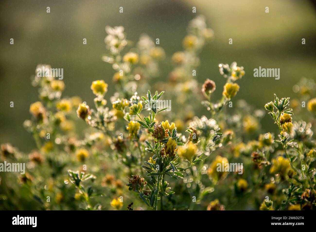 Yellow rural hi-res stock photography and images - Alamy