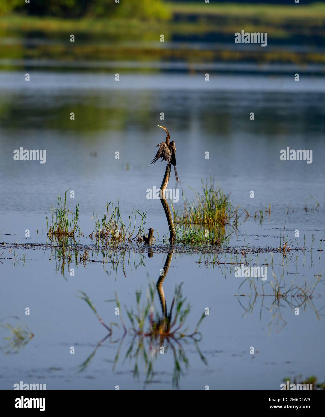 The unique wetland ecosystems of Kerala include marshy and water logged ...