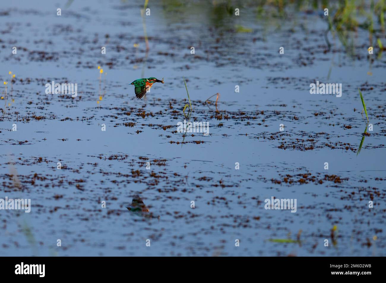 The unique wetland ecosystems of Kerala include marshy and water logged ...