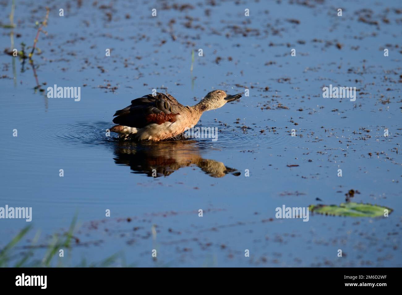 The unique wetland ecosystems of Kerala include marshy and water logged ...