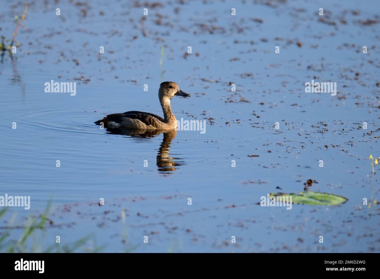 The unique wetland ecosystems of Kerala include marshy and water logged ...