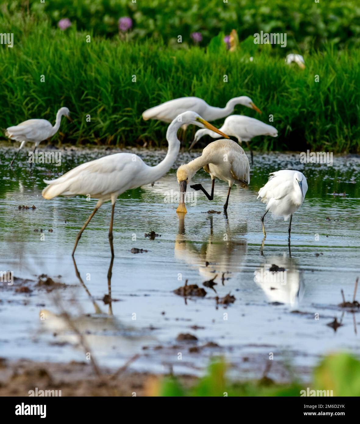 The unique wetland ecosystems of Kerala include marshy and water logged ...