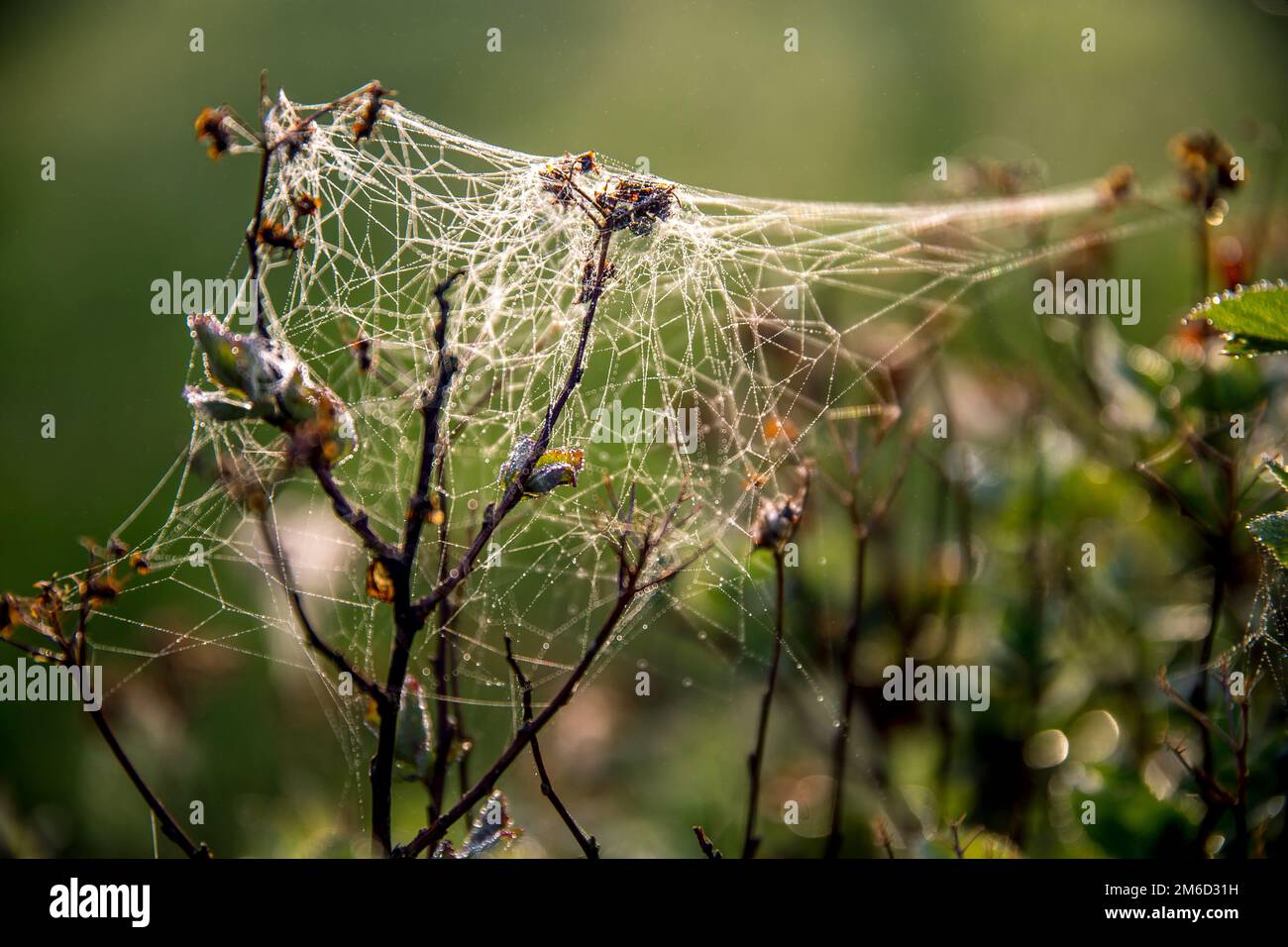 Dew drops on spider web in forest Stock Photo - Alamy
